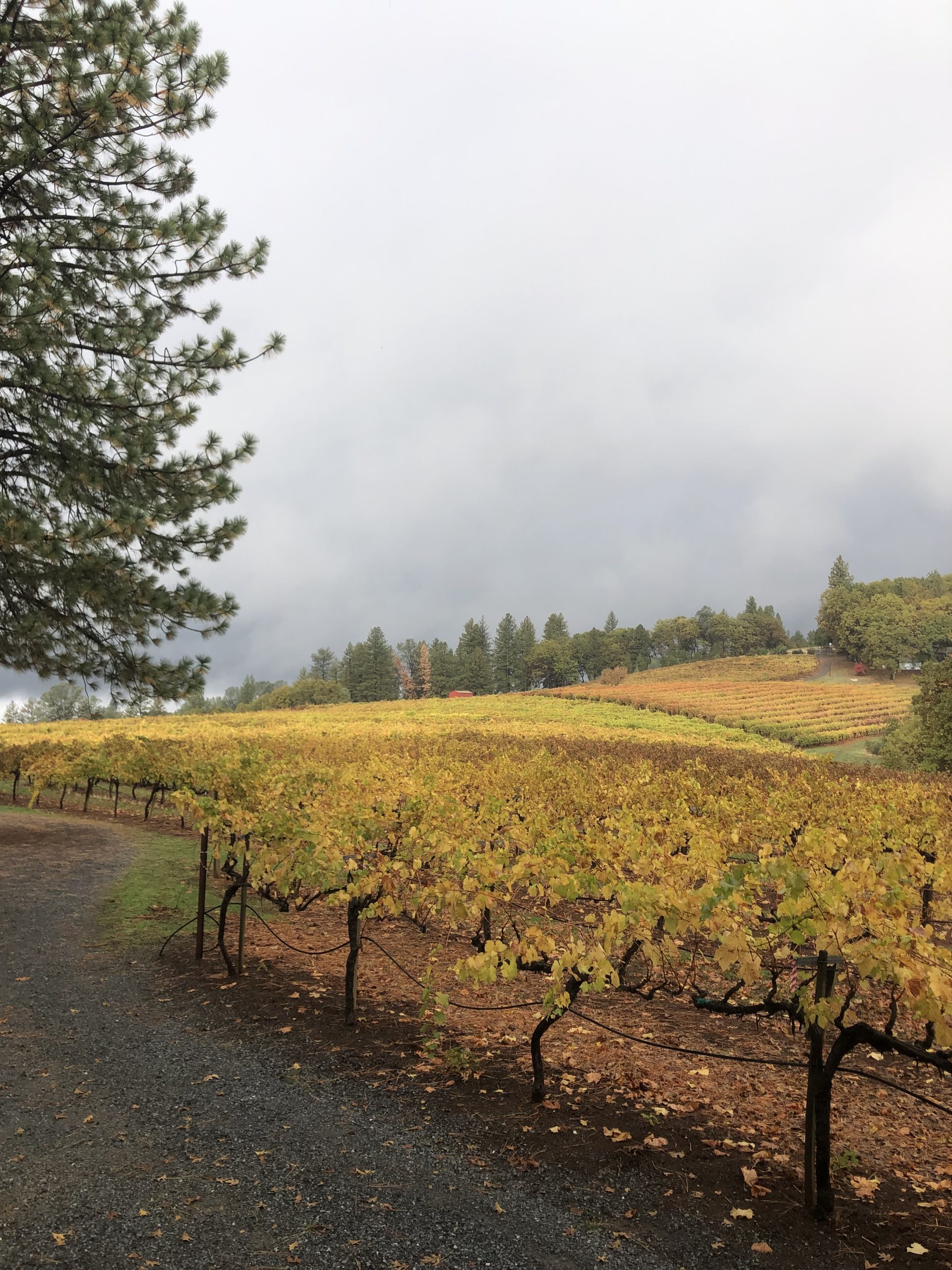 Winter Vineyard Update | Sierra Vista Vineyards & Winery